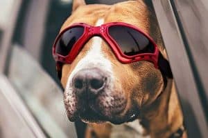 How to Shop For the Best Rated Dog Goggles – Anything Labrador