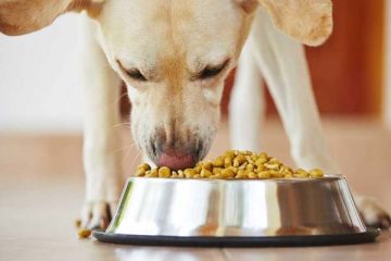 Your Guide to the 5 Best High Protein Dog Food – Anything Labrador