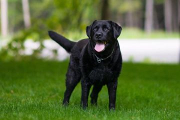 Black Labrador Retriever: Things You Didn’t Know About – Anything Labrador