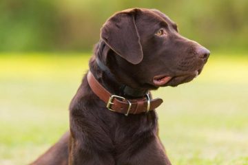 Chocolate Labrador Retriever: You Can’t Resist His Charms – Anything ...