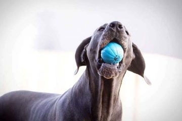 7 Best Moving Dog Toys That’ll Keep Your Pup Entertained – Anything ...