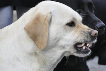Are Labrador Retrievers Aggressive? – Anything Labrador