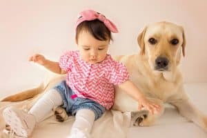 5 Reasons Why Labradors are the Best Family Dogs – Anything Labrador