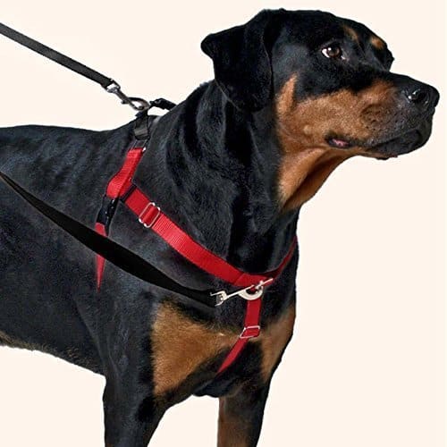 Does Your Lab Pull? Best Harness for Labs – Anything Labrador
