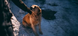 Do You Have a Fat Black Lab? This Is Why – Anything Labrador