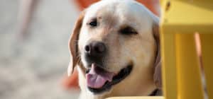 Types of Labrador: Complete Listing and Descriptions – Anything Labrador