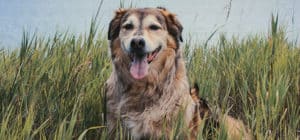 How to Choose the Right Crate Size for Your Lab? – Anything Labrador