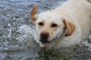 Why Do Labs Have Webbed Feet: A Comprehensive Guide – Anything Labrador